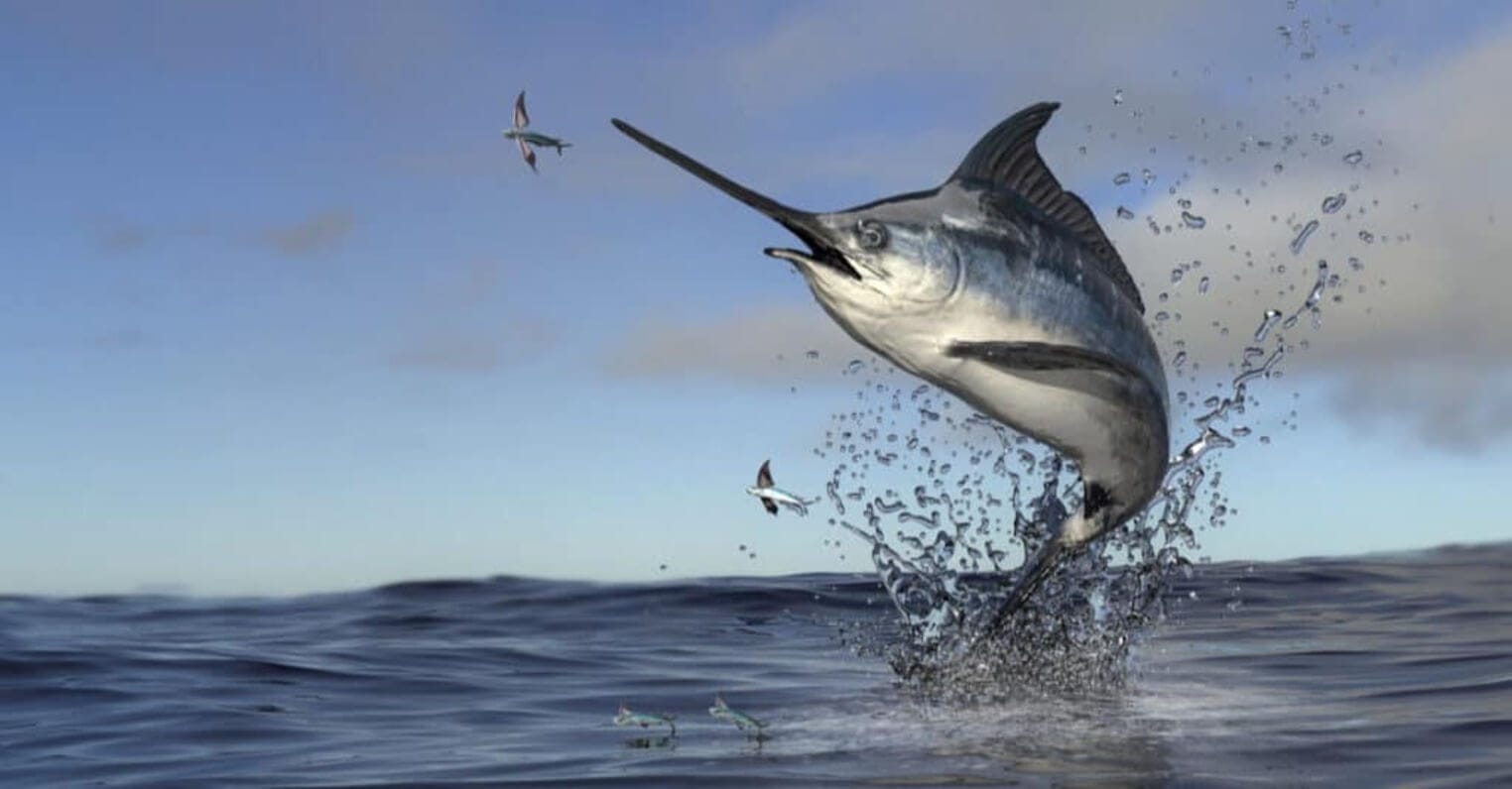 Flying Fish - The Fish That Can Really Fly - Ocean Info