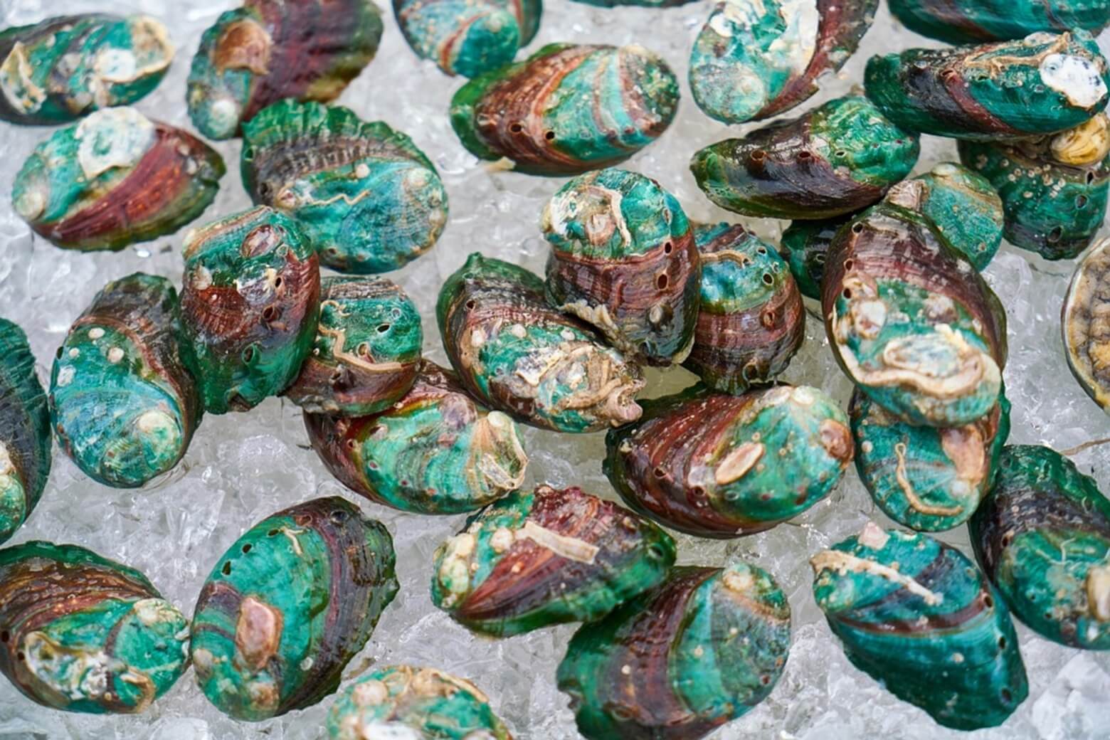 Mussels: The Filter Feeders of the Ocean - Ocean Info