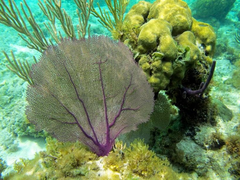 Gorgonia - The Colorful Sea Fans Of The Ocean - Ocean Info