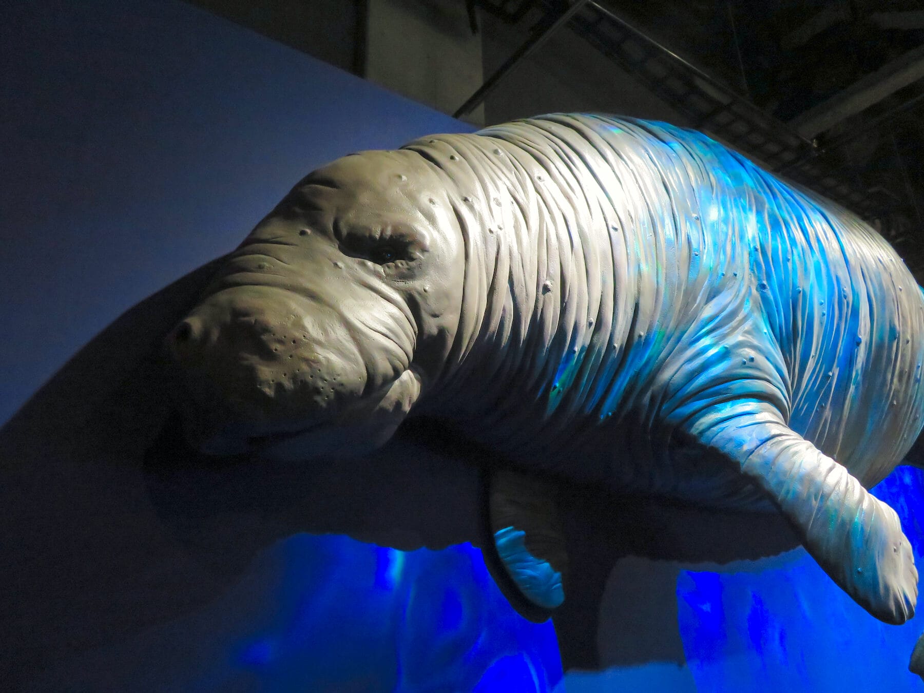 Steller's Sea Cow: The Extinct Giant - Ocean Info