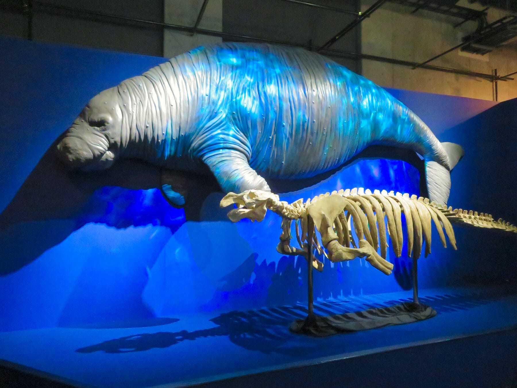 Steller's Sea Cow: The Extinct Giant - Ocean Info