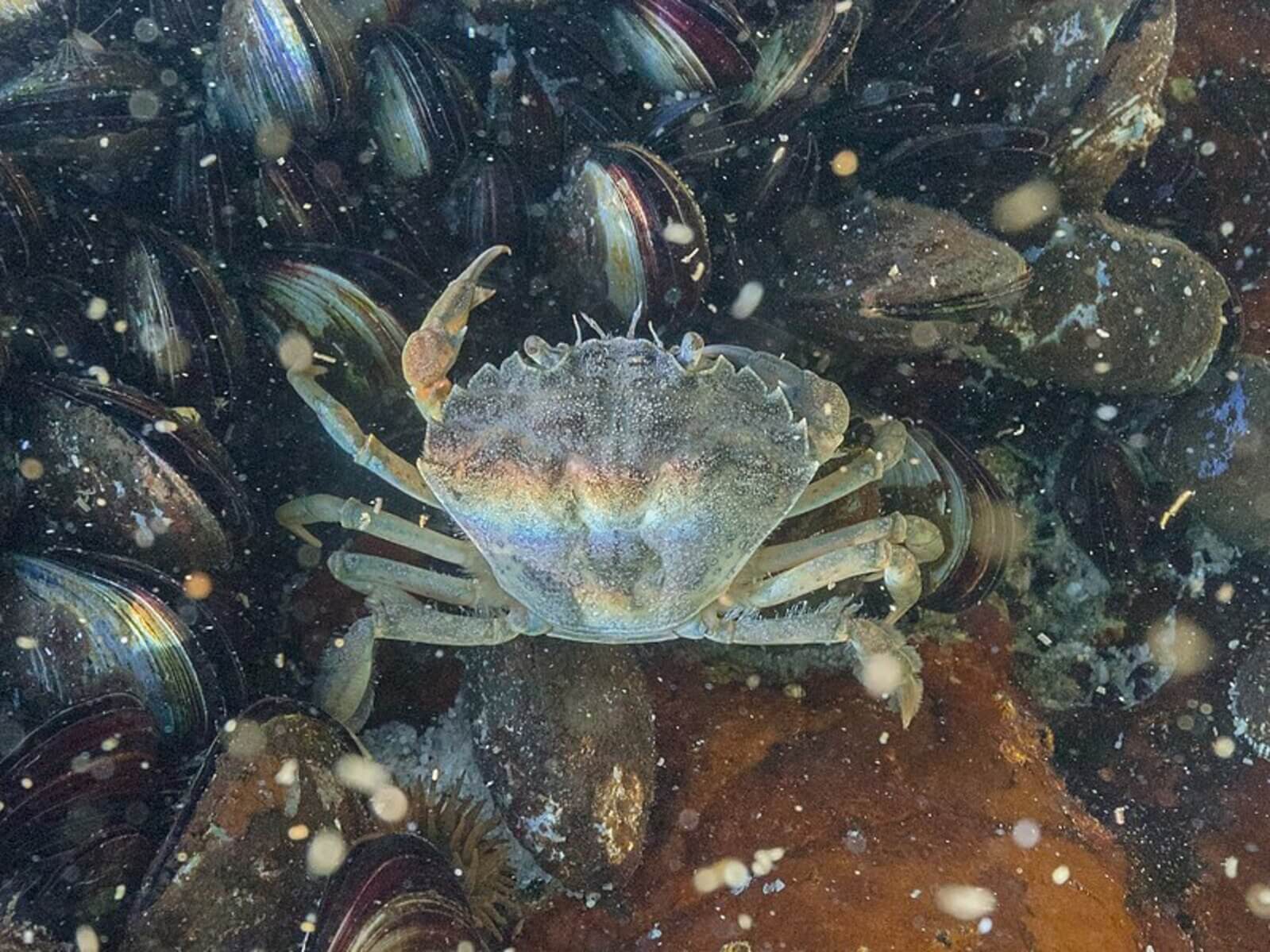 Velvet Crab (Necora puber) - Ocean Info