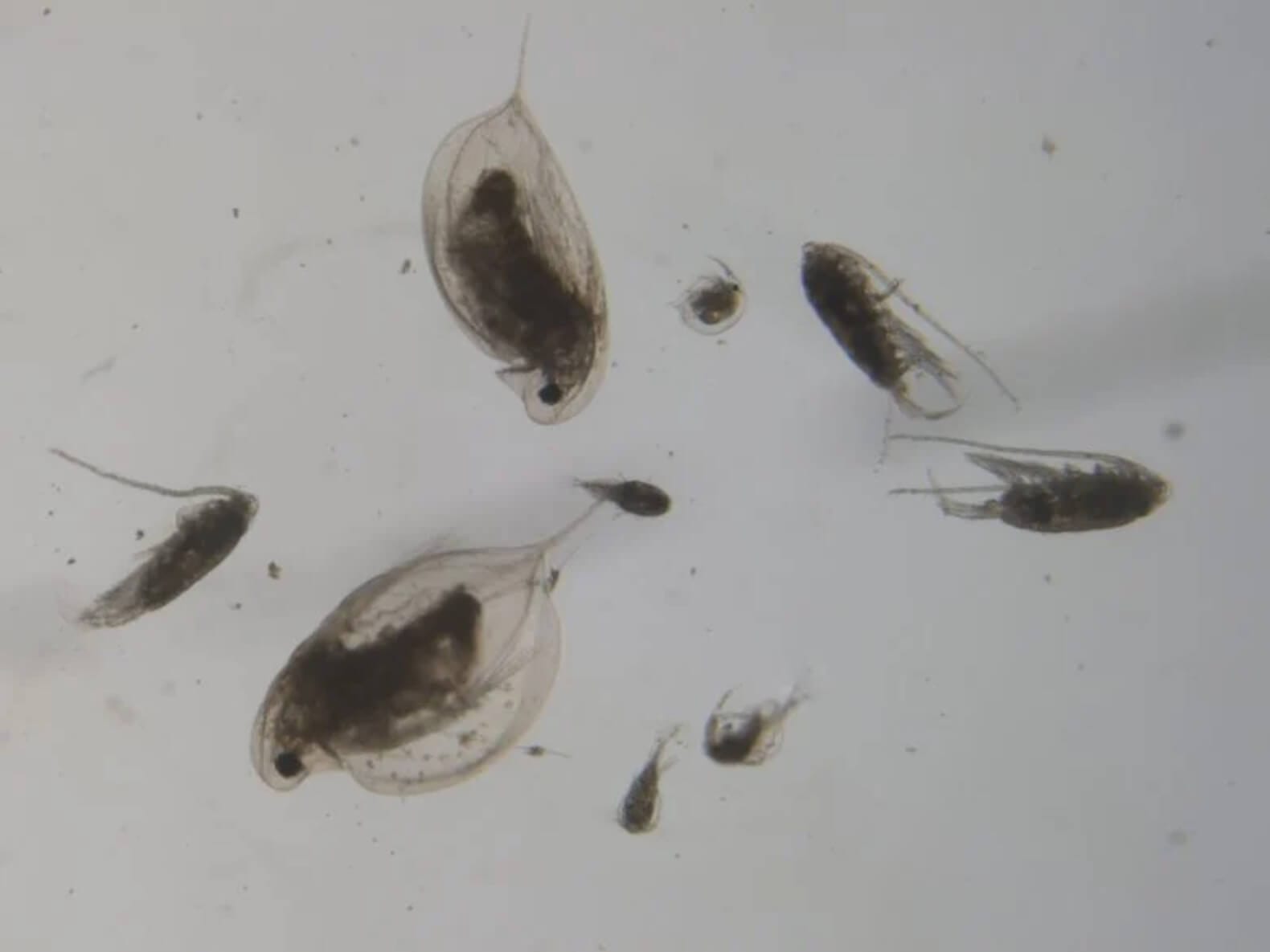 Zooplankton: The Animal Plankton - Ocean Info