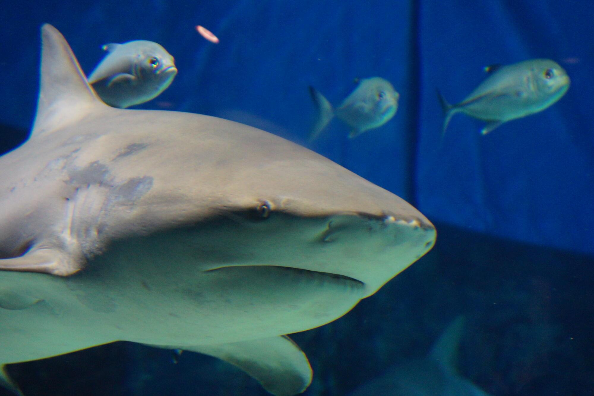 Bull Shark (Carcharhinus leucas) - Ocean Info