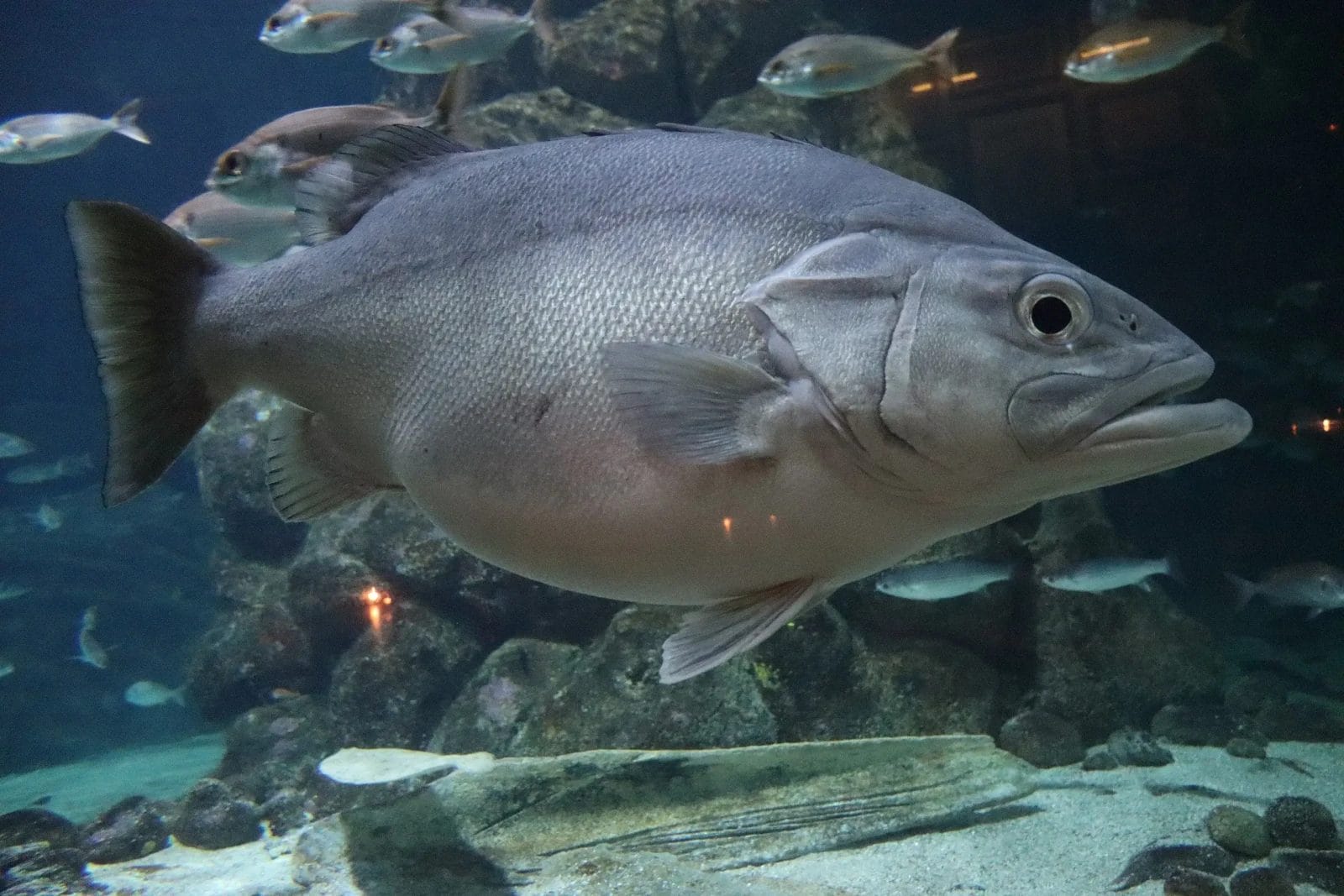 Wreckfish: The Fish that Eats Sharks - Ocean Info