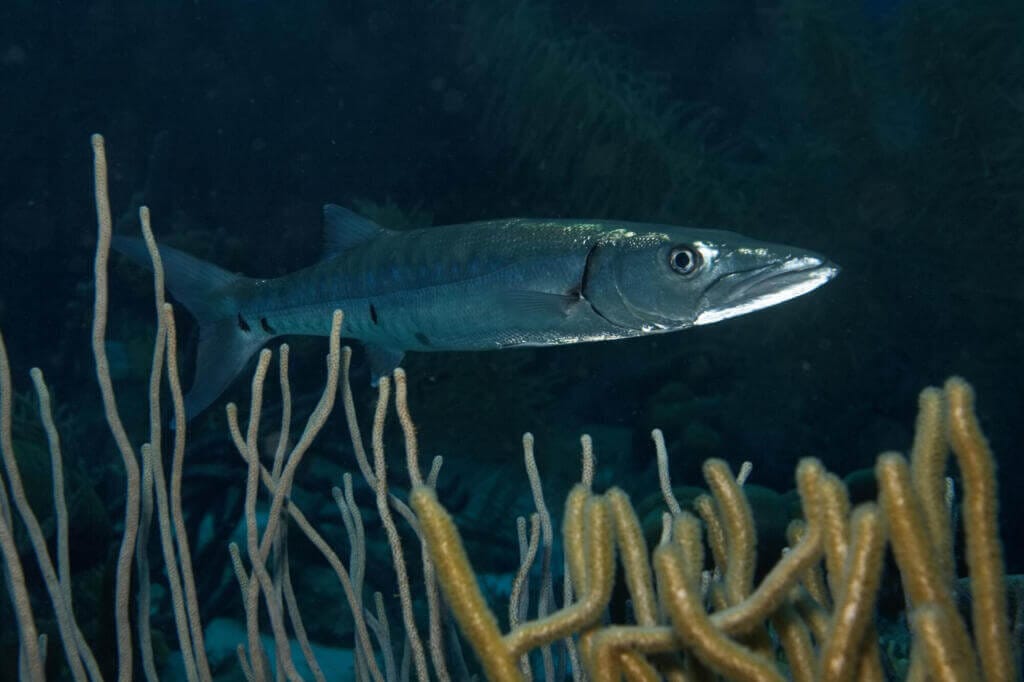 List of Ocean Animals A - Z - Ocean Info