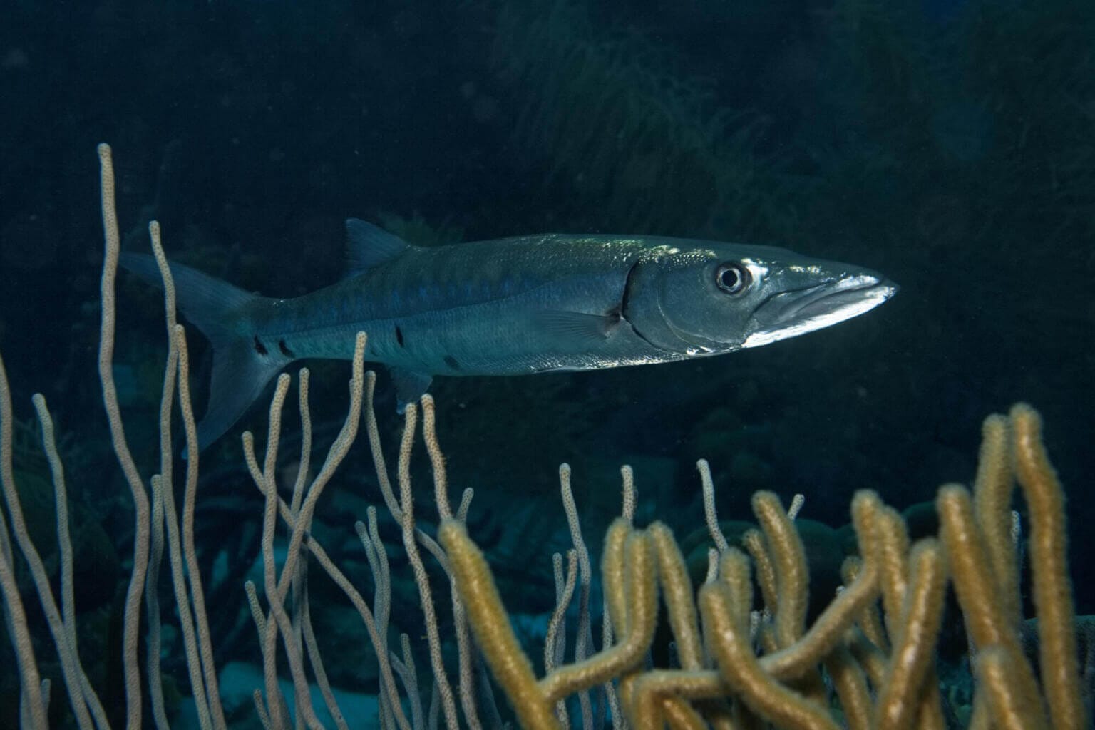 Barracuda (Sphyraena barracuda) - Ocean Info