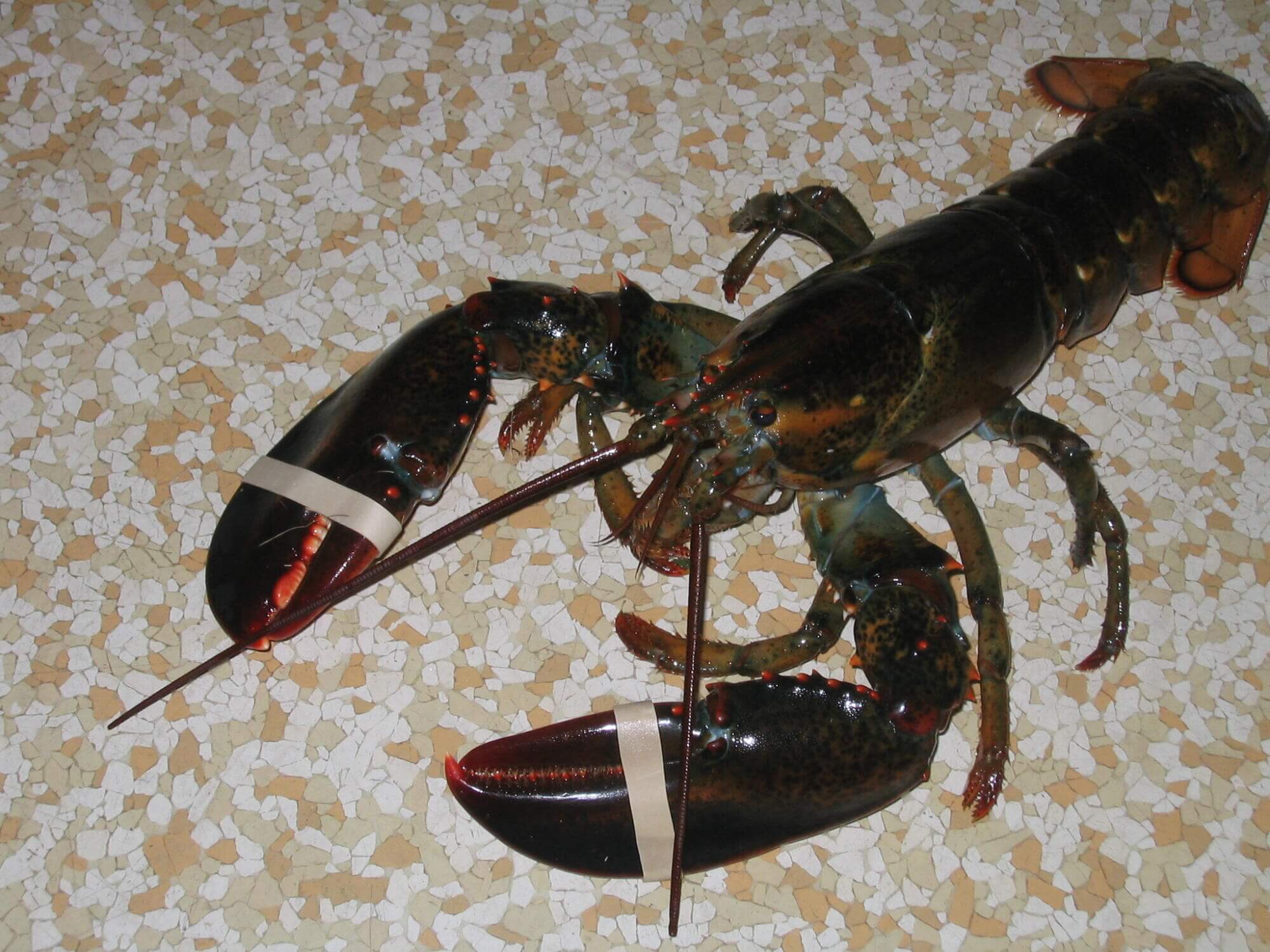 Lobster: Ultimate Guide to the Crustacean - Ocean Info
