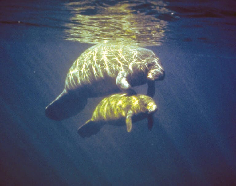 Manatee: The Gentle Giants Guide - Ocean Info
