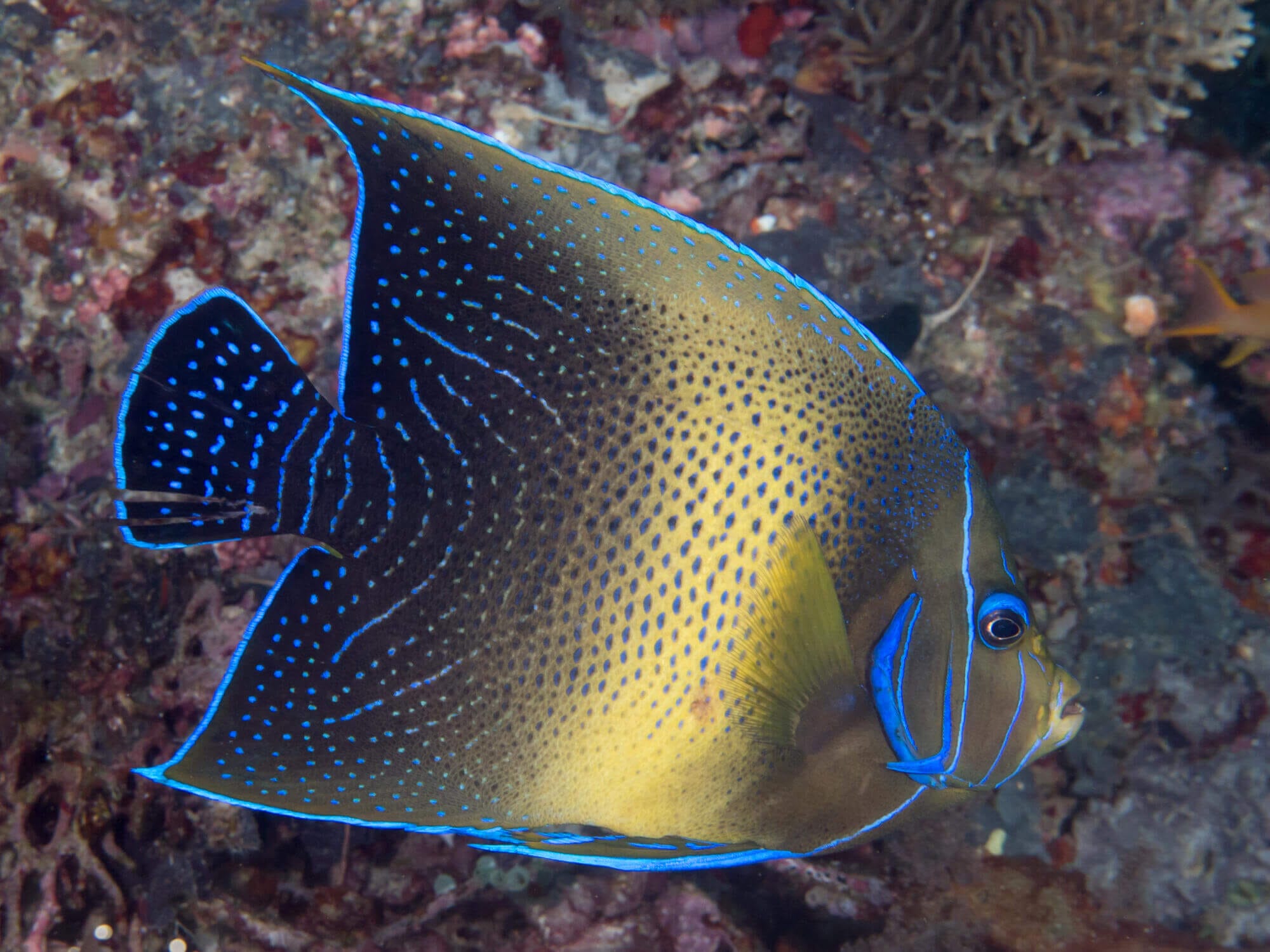 Angelfish Facts: Freshwater vs. Saltwater - Ocean Info