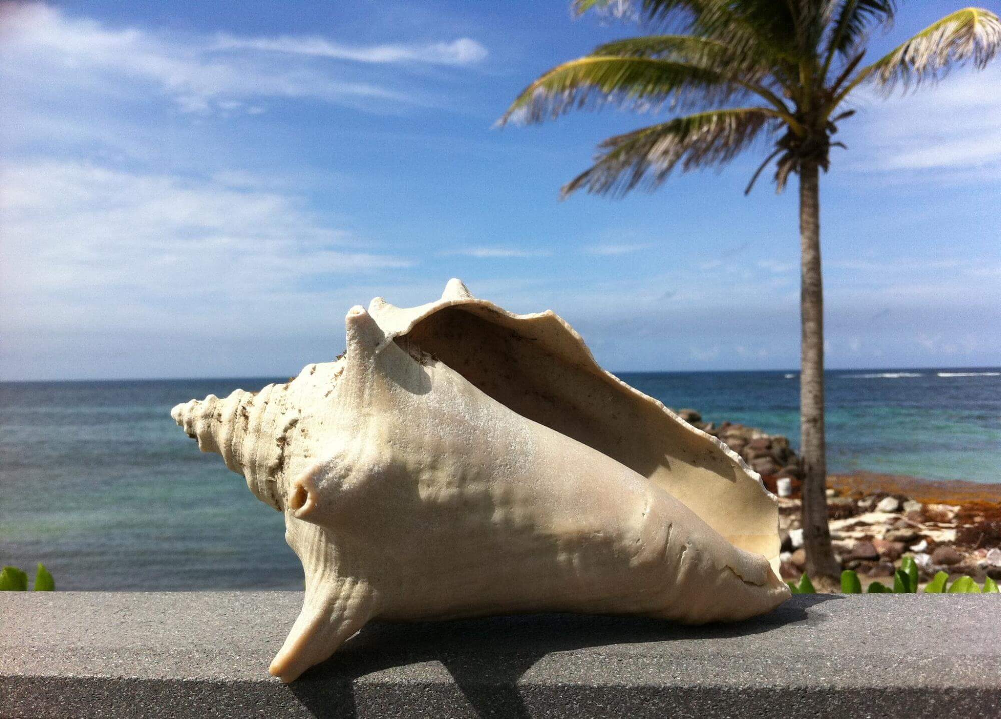 Conch Seashell (Strombus) - Ocean Info