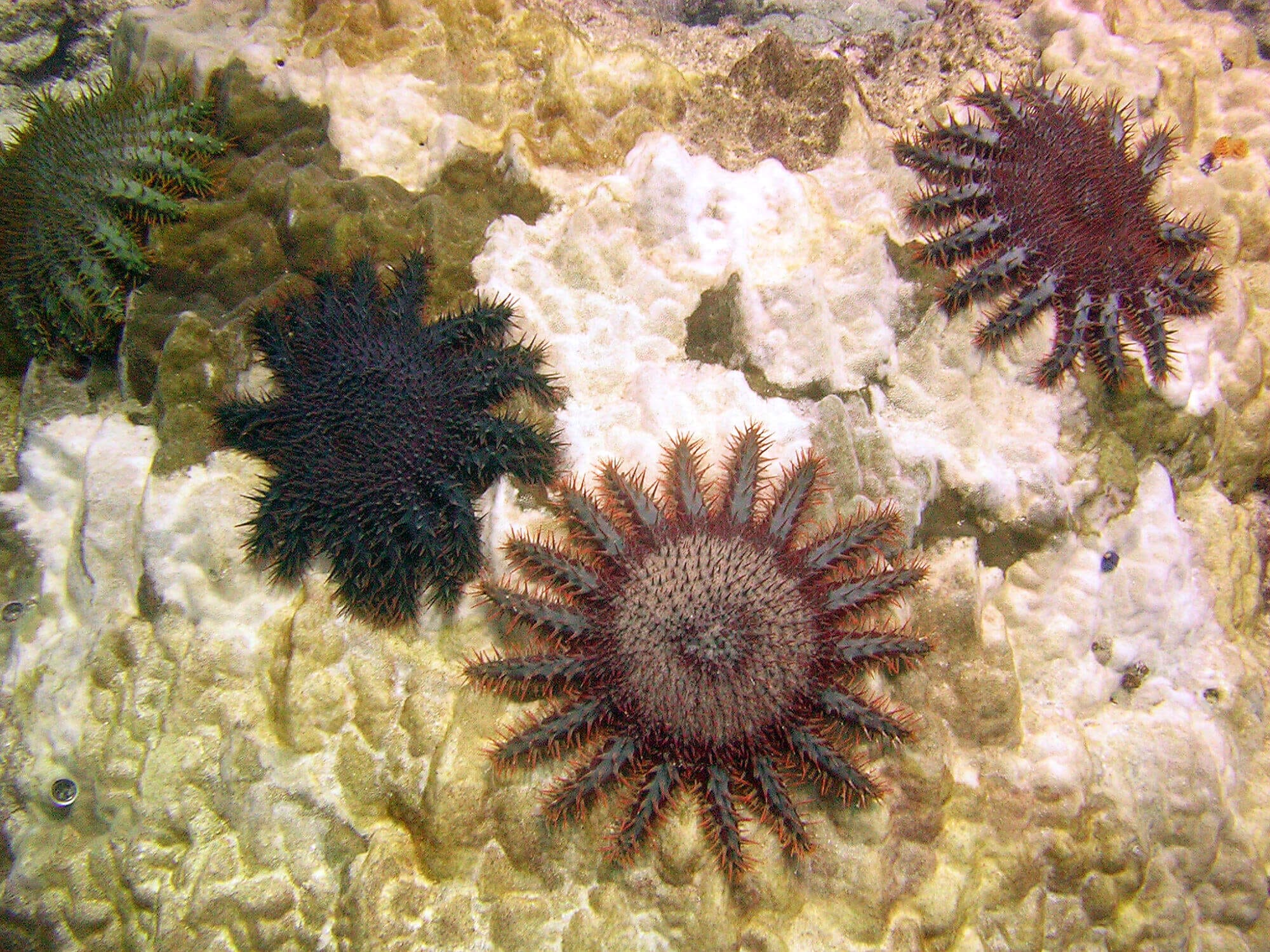 Crown of Thorns Guide: The Spiky Starfish - Ocean Info