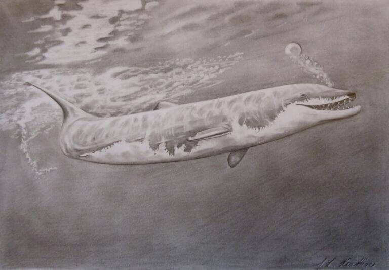 Basilosaurus Profile: One of the First Whale Species on Record