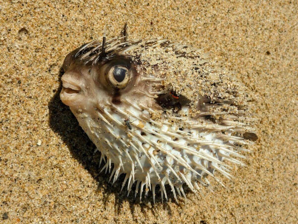 Fugu Pufferfish: The Deadly Delicacy - Ocean Info