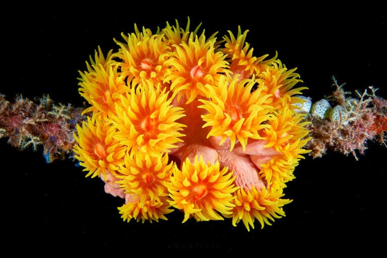 Sun Coral: Appearance, Habitat, Diet, and More - Ocean Info