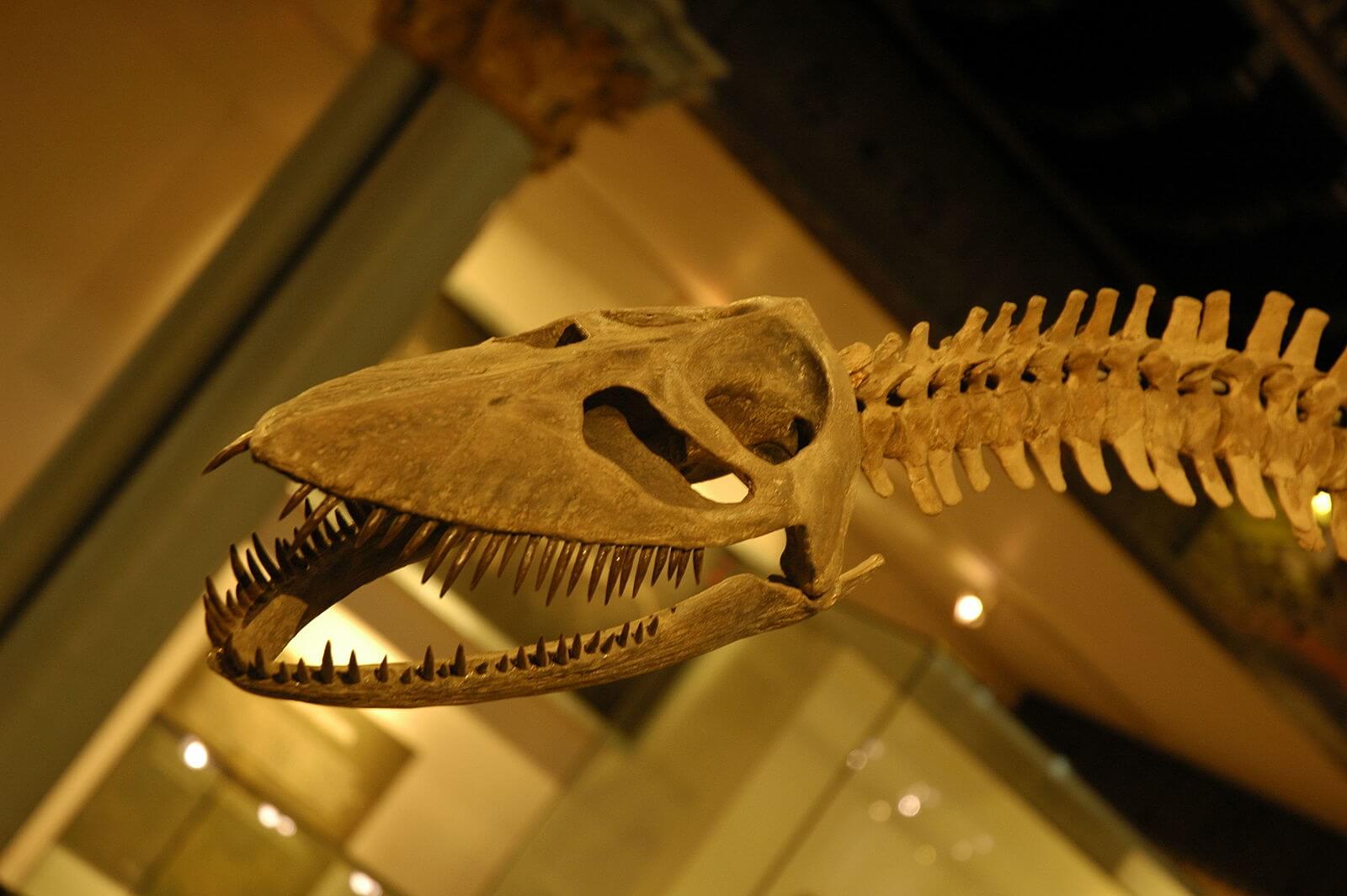 Cryptoclidus: The Predator of the Jurassic Waters - Ocean Info