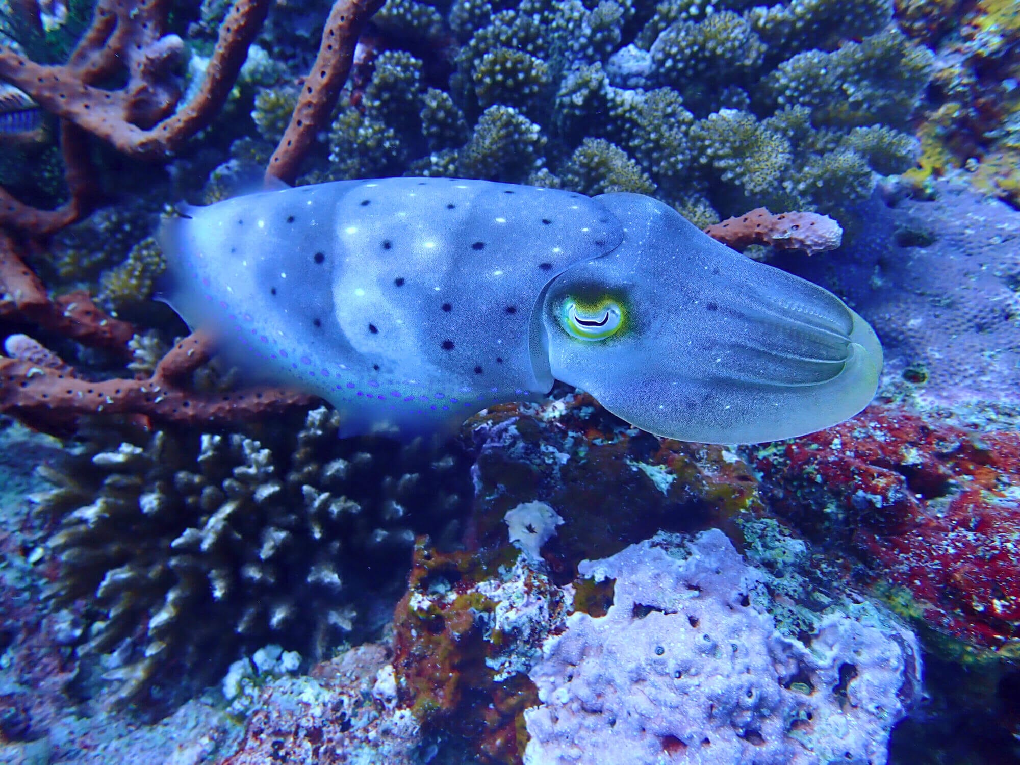 Cuttlefish (Sepia) - Ocean Info
