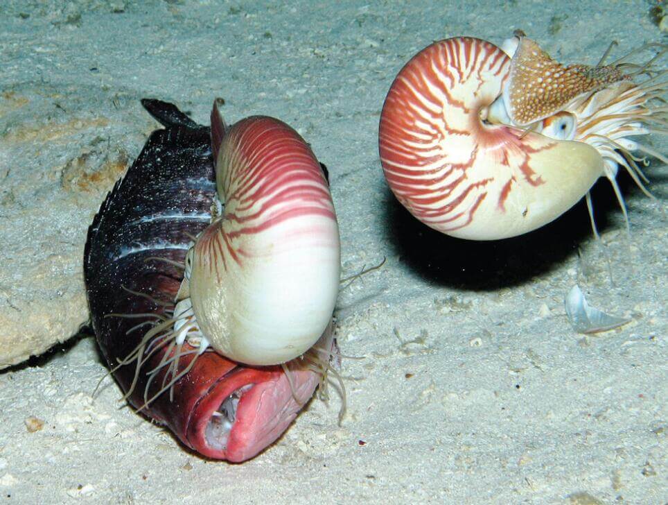 Nautilus: The Ocean's Living Fossil - Ocean Info