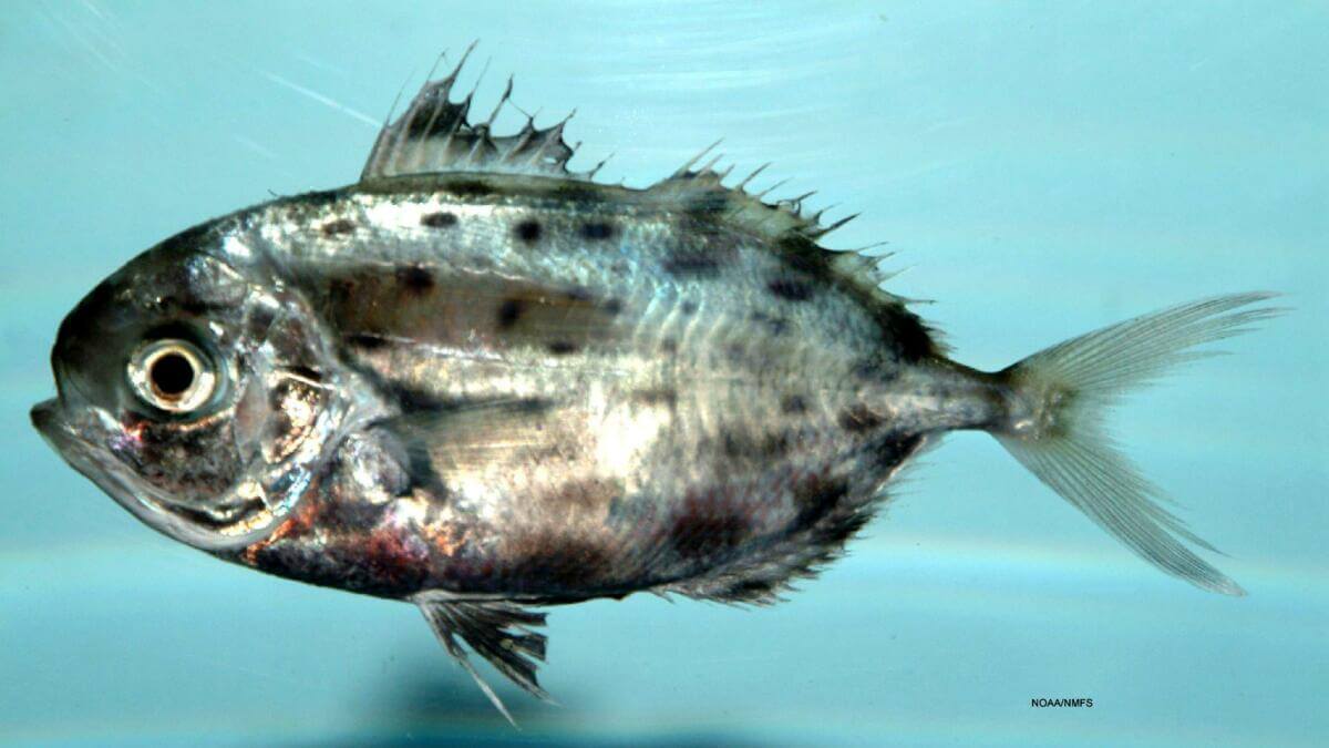 Driftfish (family Nomeidae) - Ocean Info