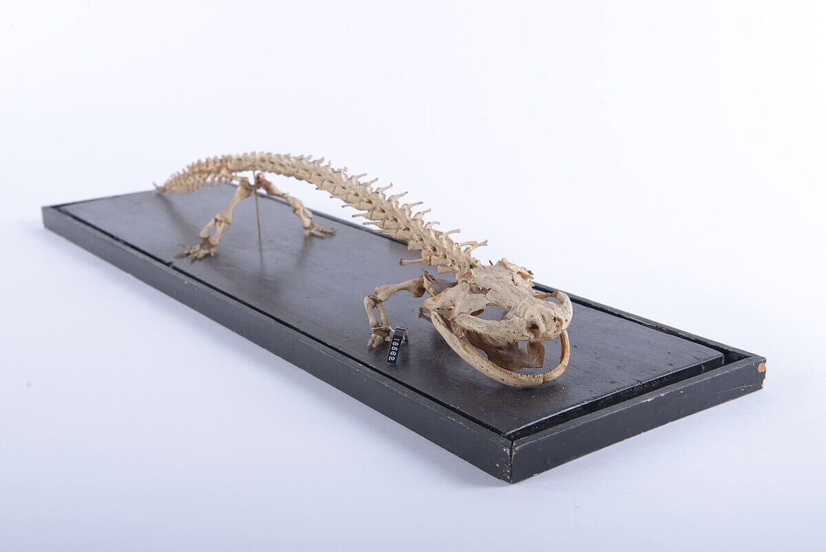 Japanese Giant Salamander Profile (with Images) - Ocean Info