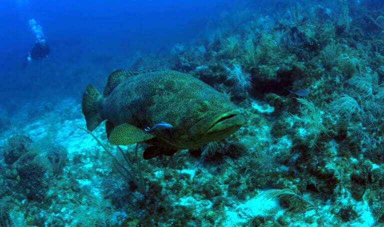 Grouper (Epinephelinae) - Ocean Info