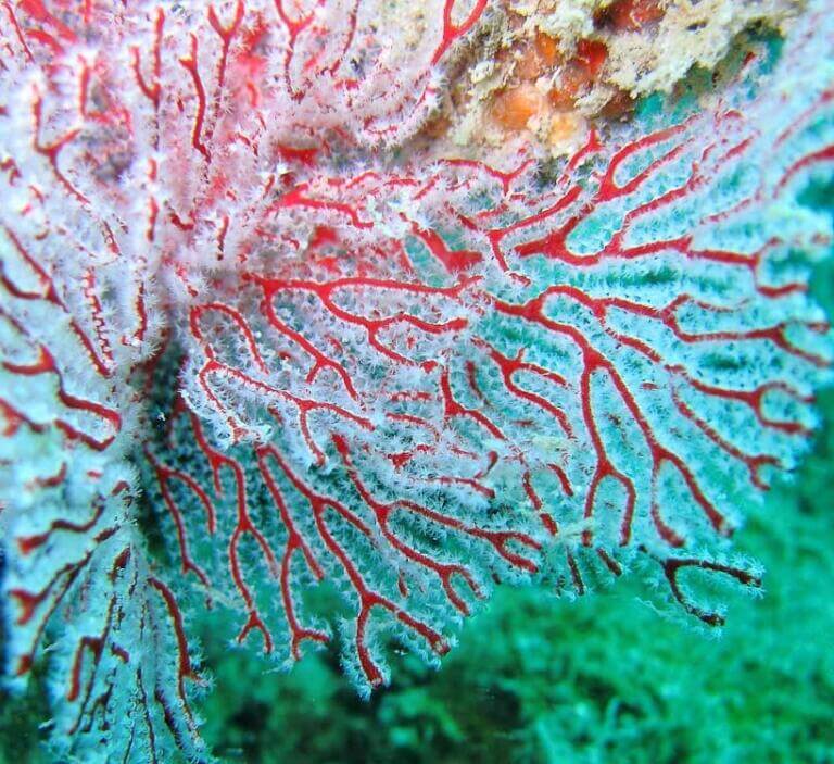 Gorgonia - The Colorful Sea Fans Of The Ocean - Ocean Info