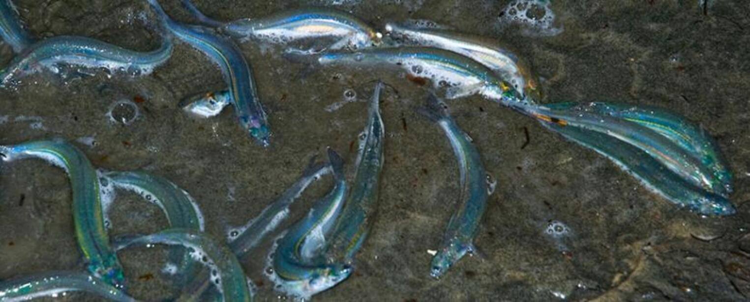 Grunion: The Nocturnal Mating Fish - Ocean Info