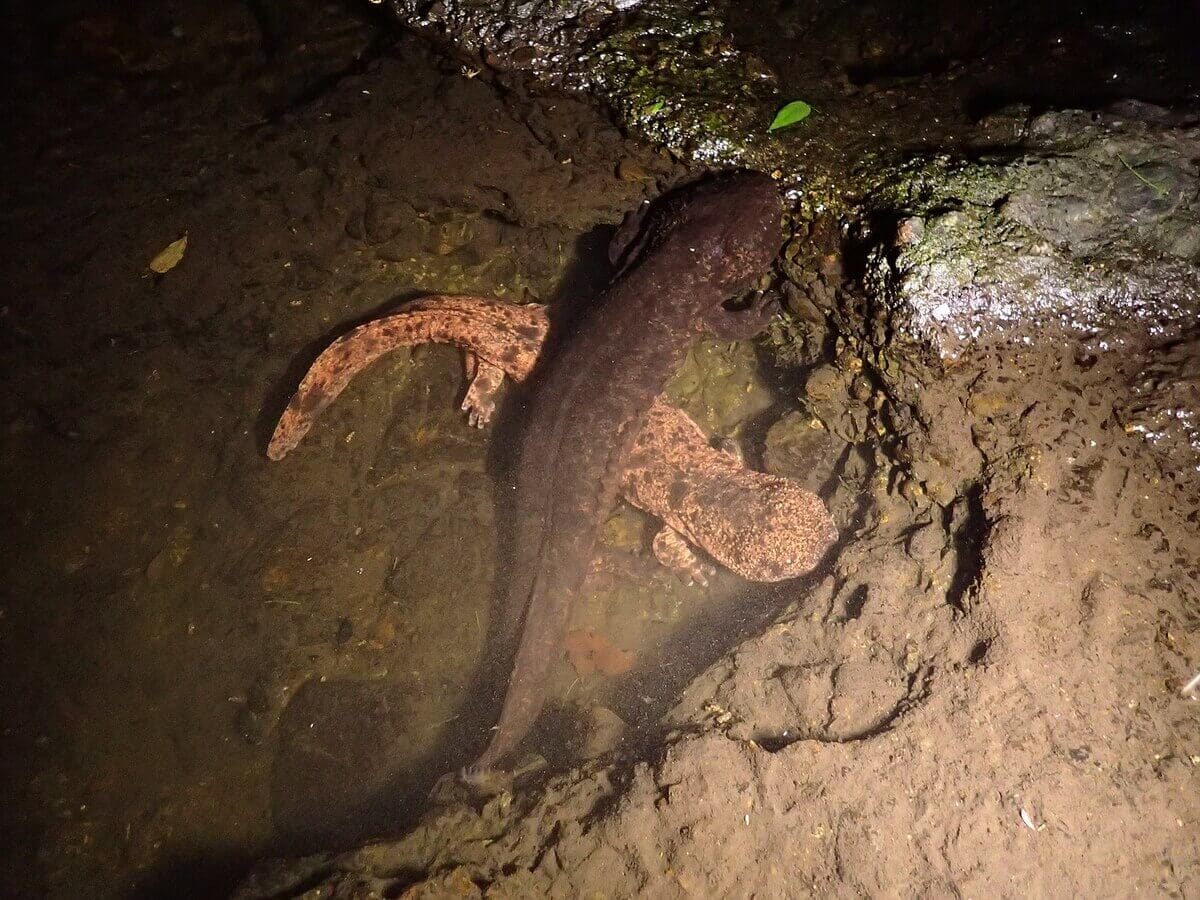 Japanese Giant Salamander Profile (with Images) - Ocean Info