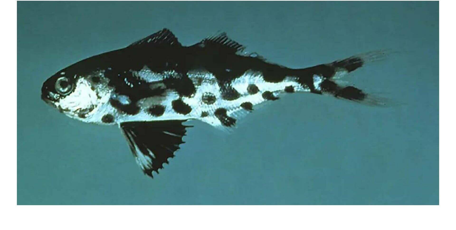 Driftfish (family Nomeidae) - Ocean Info