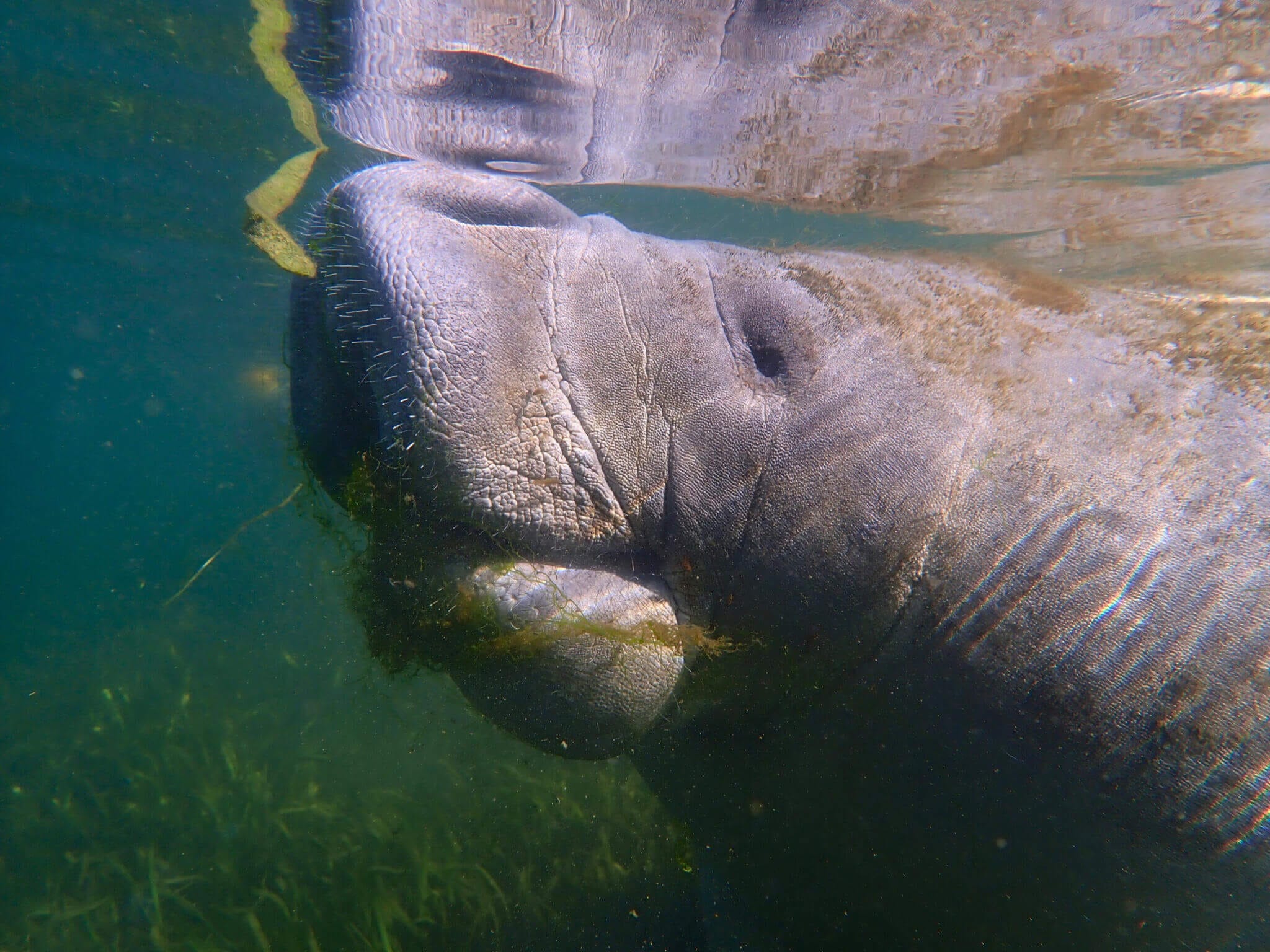 Manatee: The Gentle Giants Guide - Ocean Info