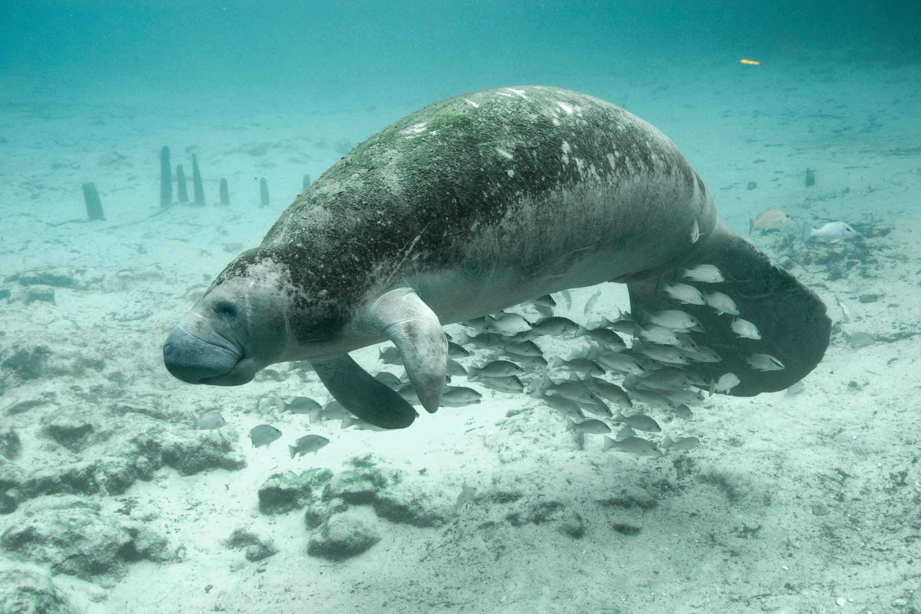 Cute Manatee Photos to Make You Smile - Ocean Info