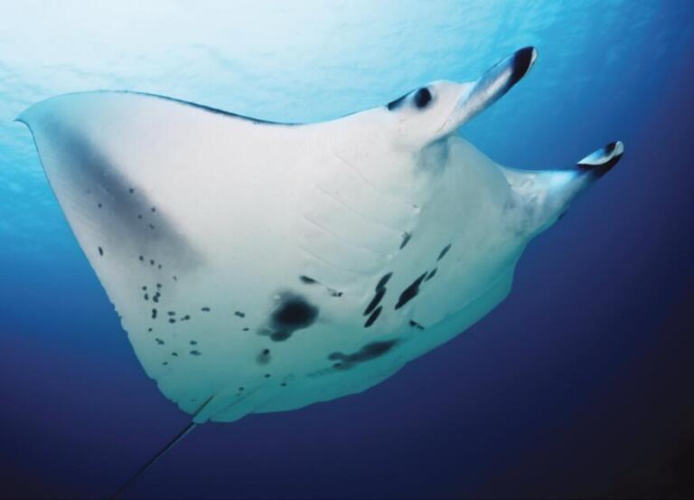 Manta Ray Guide: The Ocean's Graceful Flyers - Ocean Info