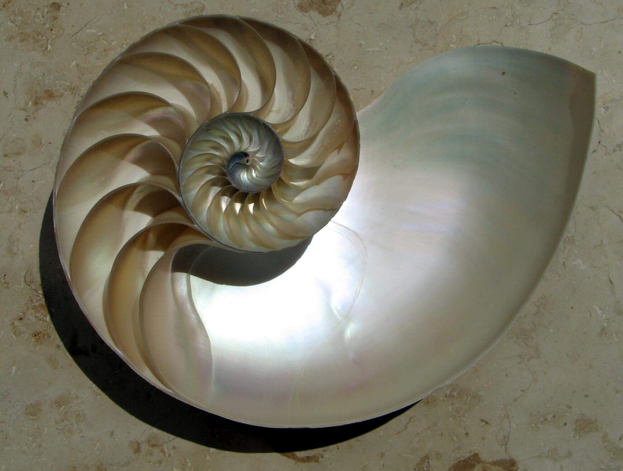 Nautilus: The Ocean's Living Fossil - Ocean Info