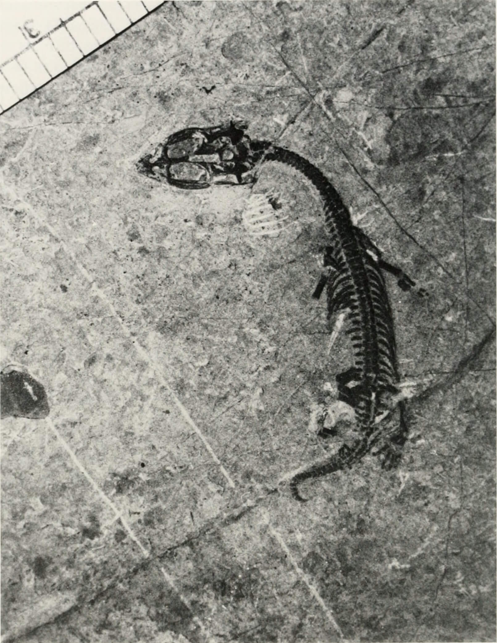 Nothosaurus: The Fierce Predators of Ancient Seas - Ocean Info