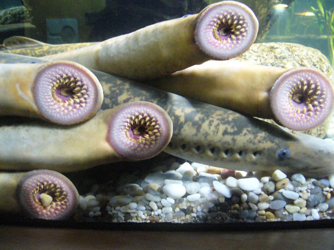 Lamprey Fish Guide: The Parasitic Fish - Ocean Info