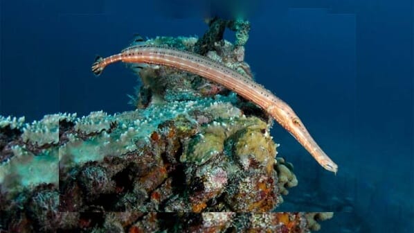 Trumpetfish: The Chameleon Fish - Ocean Info