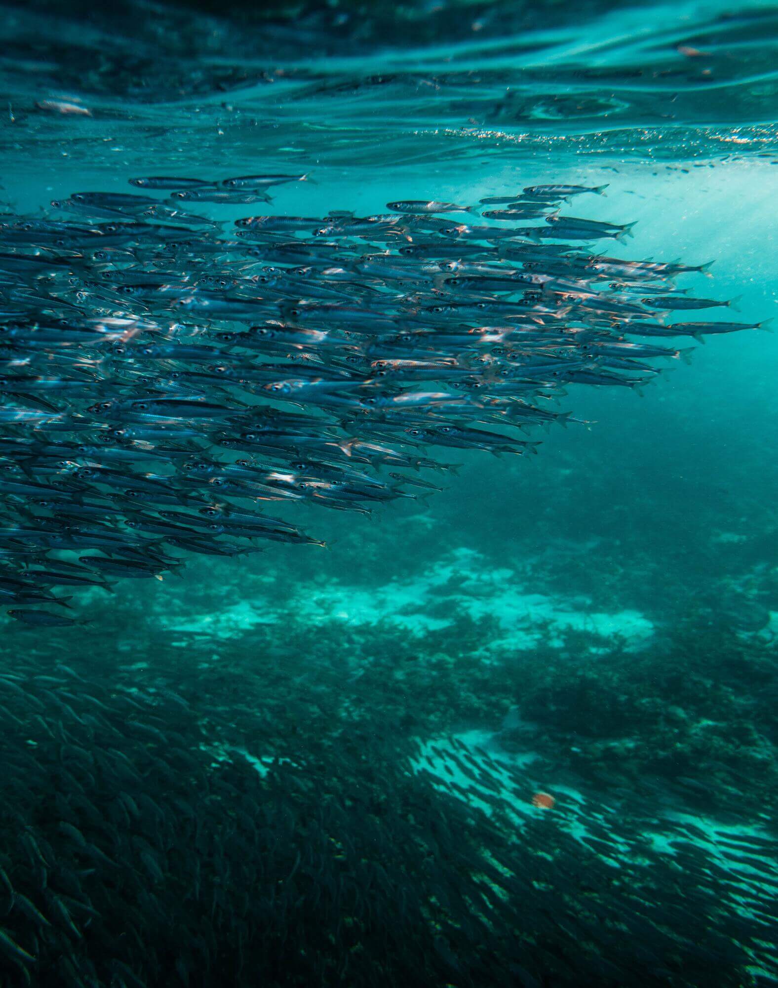 Pilchard (Sardina pilchardus) - Ocean Info
