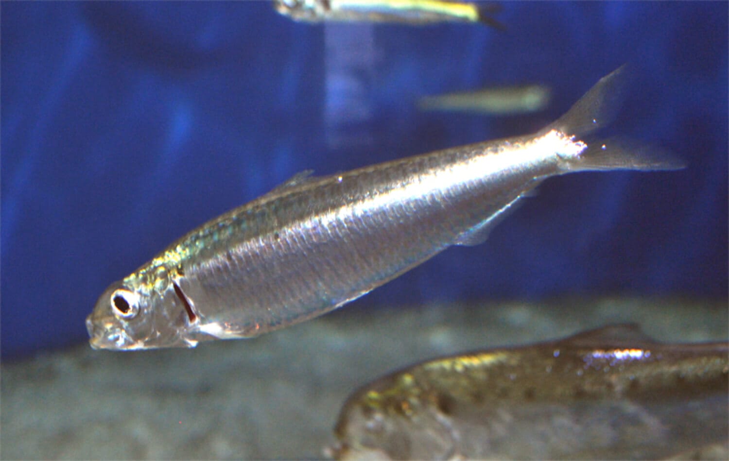 Pilchard (Sardina pilchardus) - Ocean Info