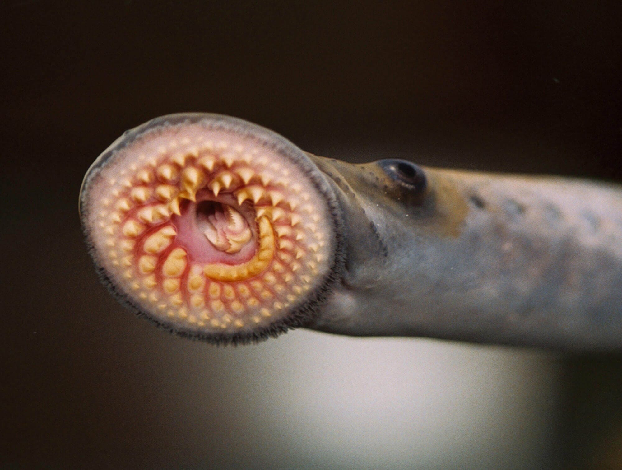 Lamprey Fish Guide: The Parasitic Fish - Ocean Info
