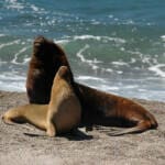 Sea Lion (Otariidae) - Ocean Info