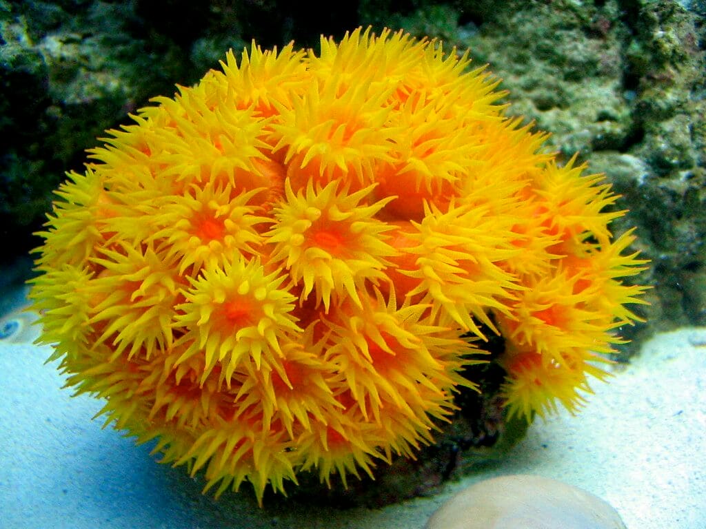 Sun Coral: Appearance, Habitat, Diet, and More - Ocean Info