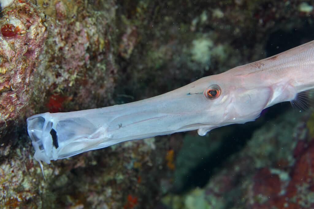 Trumpetfish (Aulostomus maculatus) - Ocean Info