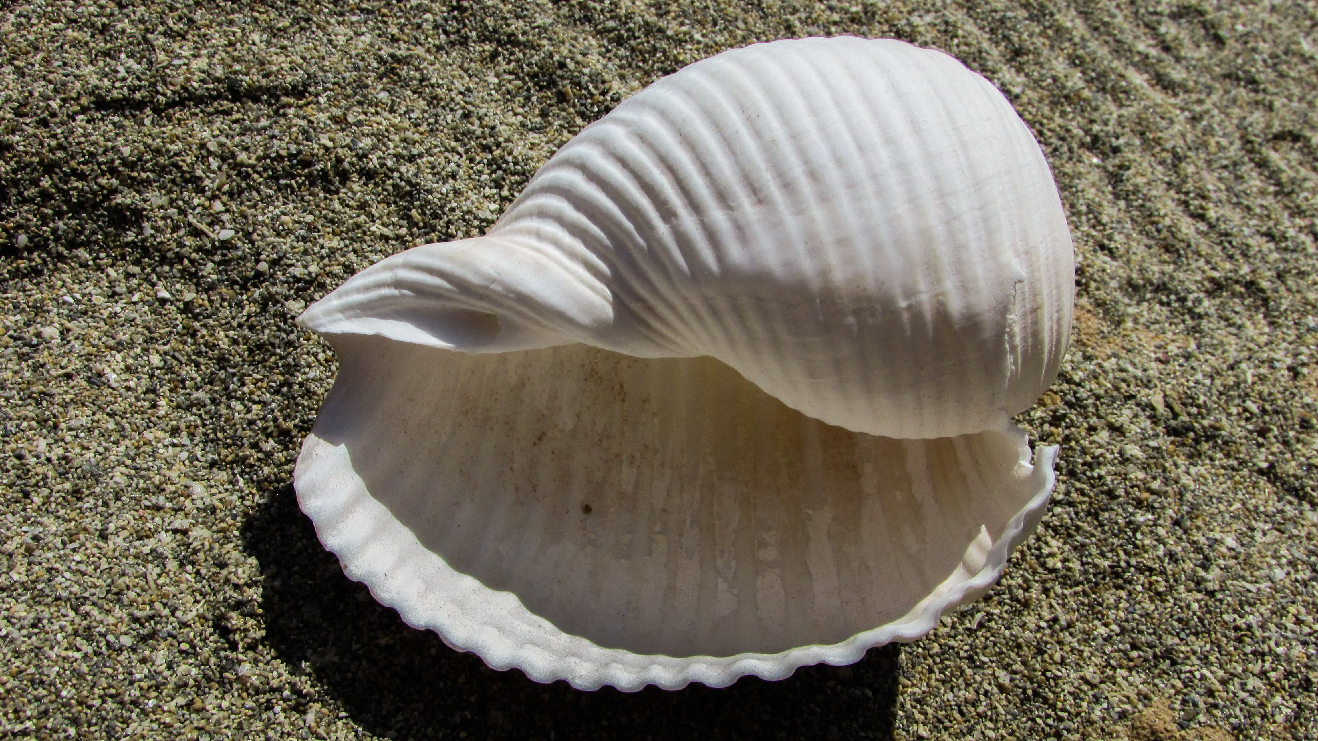 Tun Shell (Tonna galea) - Ocean Info