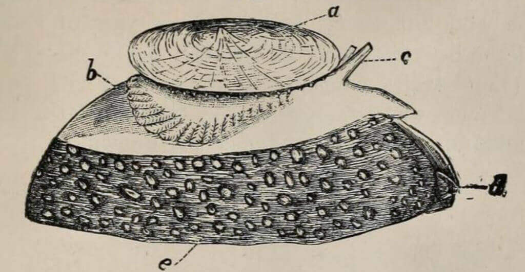 Umbrella Shell (Umbraculum umbraculum) - Ocean Info