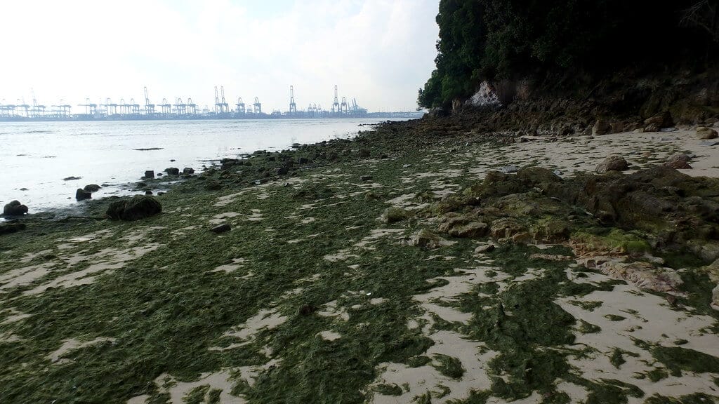 Bryopsis: The Green Monster of Aquatic Ecosystems - Ocean Info