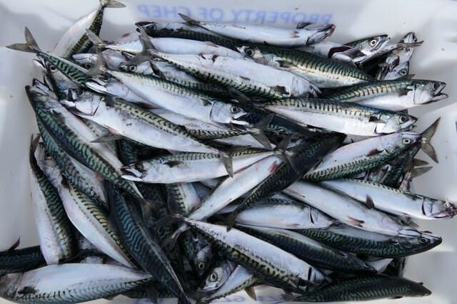Mackerel: The Speedsters of the Sea - Ocean Info