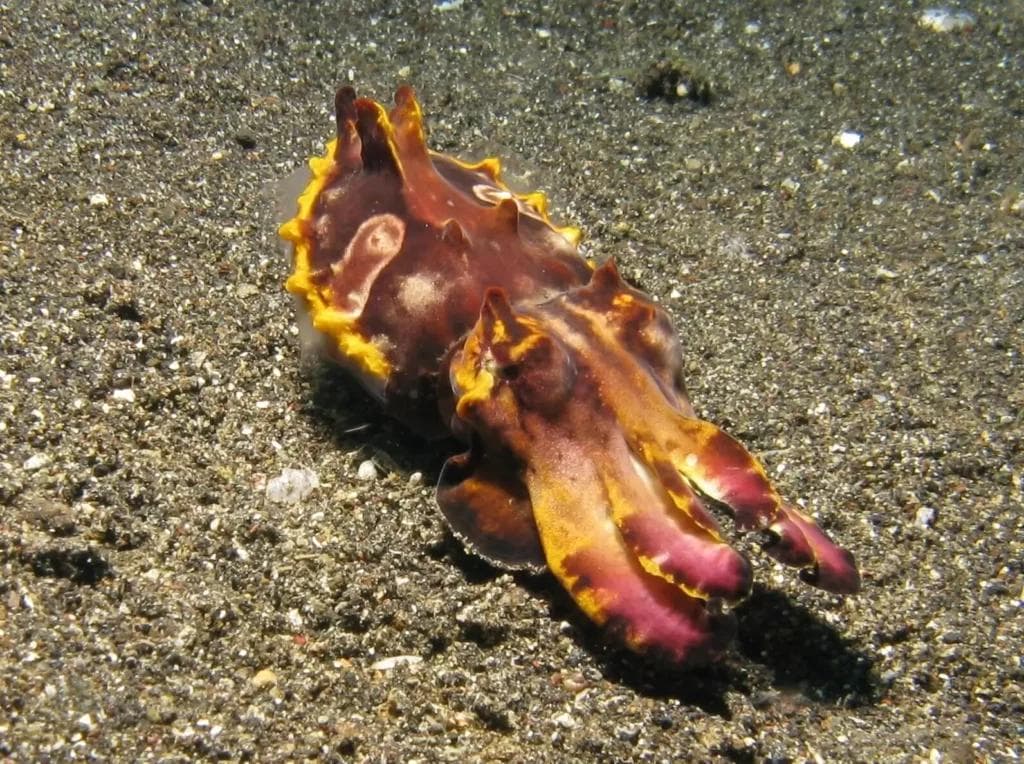 Cuttlefish (Sepia) - Ocean Info