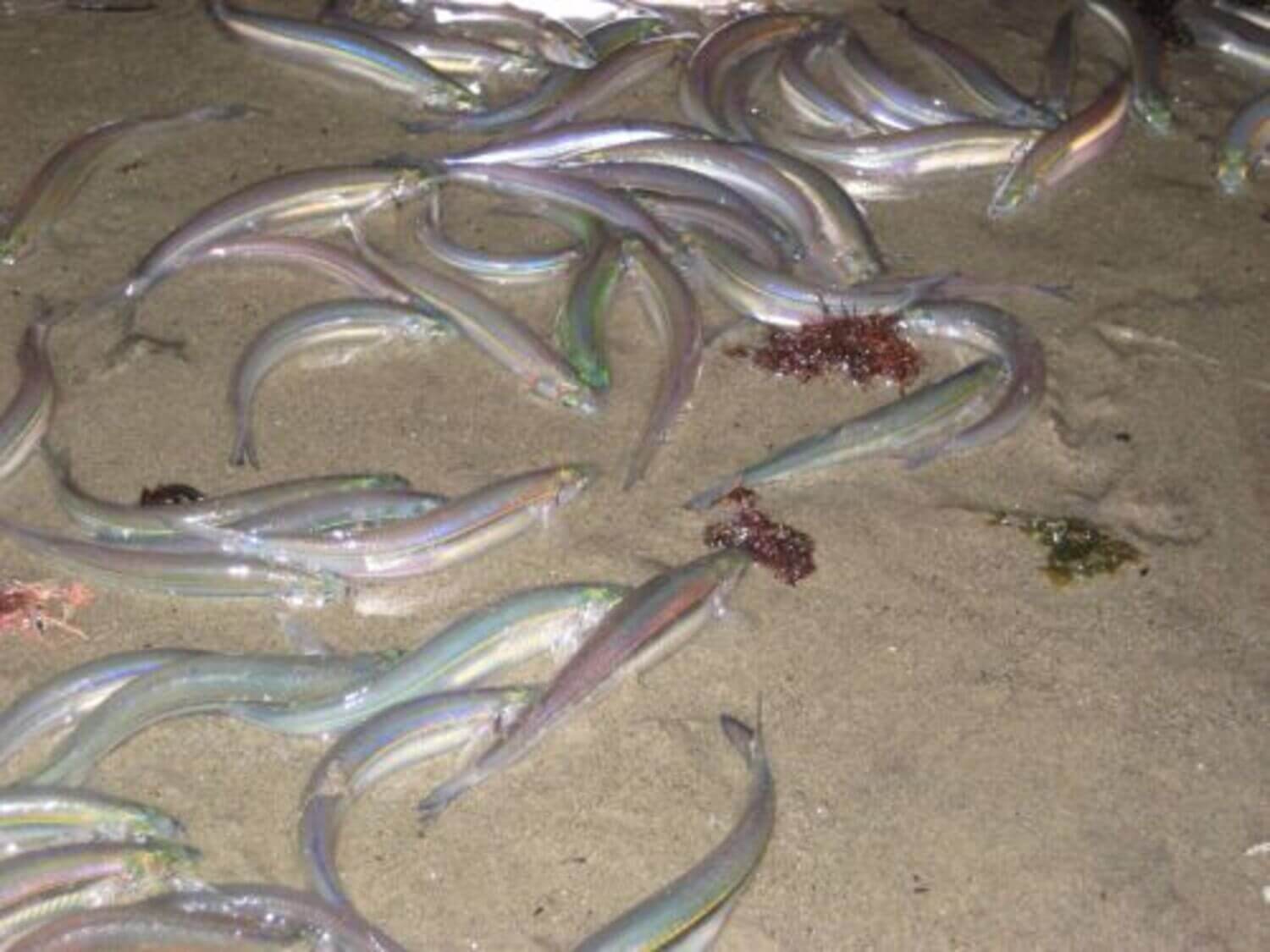 Grunion (Leuresthes tenuis) - Ocean Info