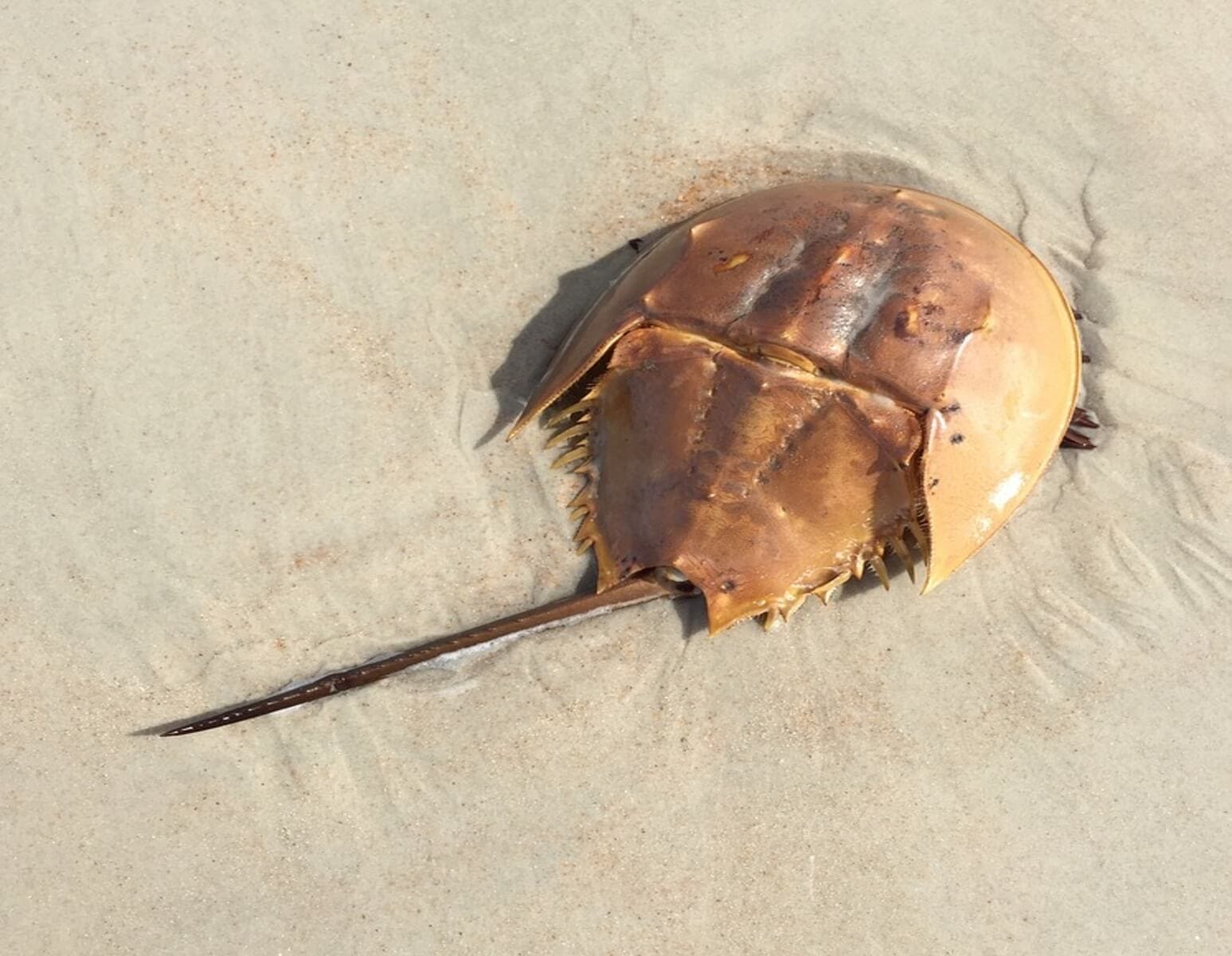 Xiphosura (a.k.a Horseshoe Crab) - Ocean Info