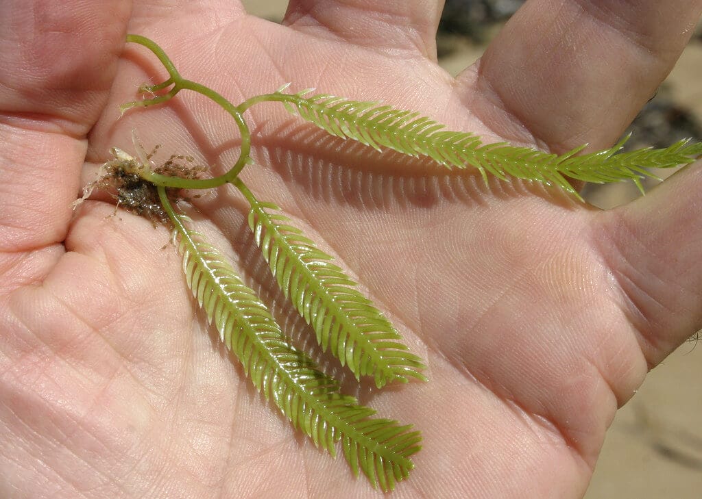 Caulerpa Taxifolia: The Serial Killer Algae - Ocean Info
